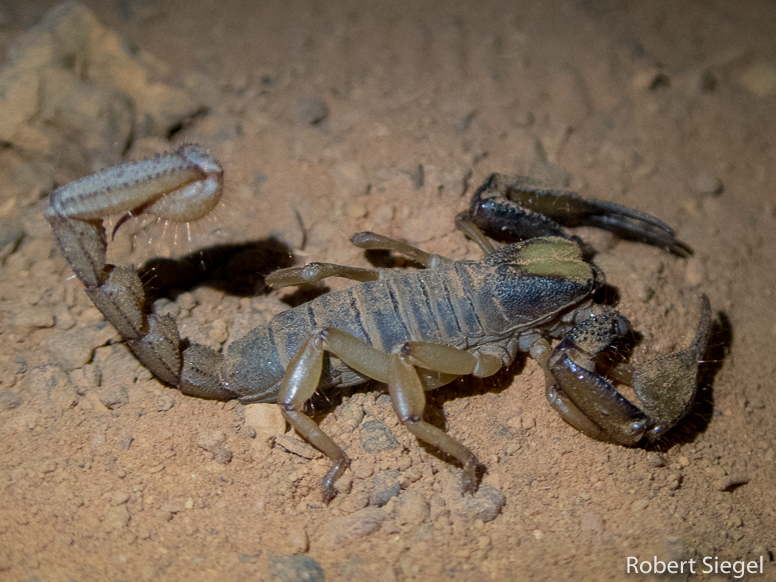 Scorpions