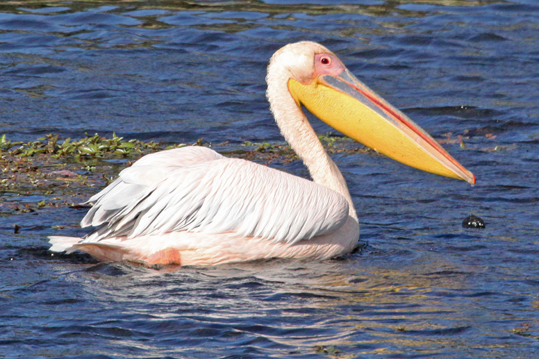 South Africa Birdz