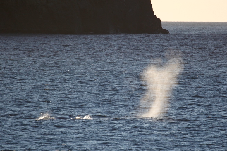 Whales