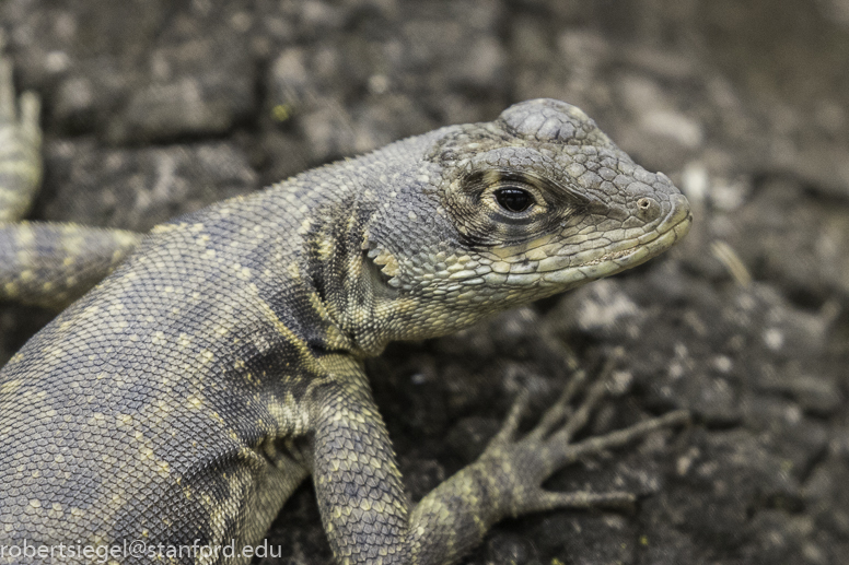 Tropidurid lizards