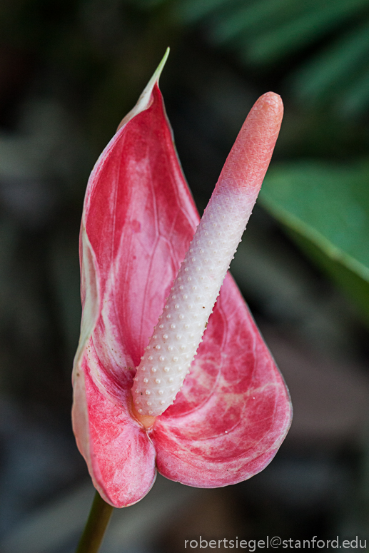 Anthurium