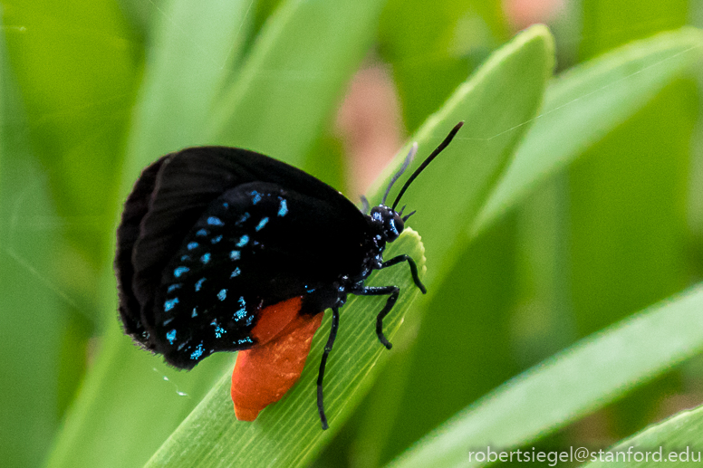 Atala butterfly