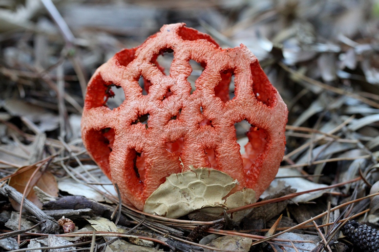 Clathrus