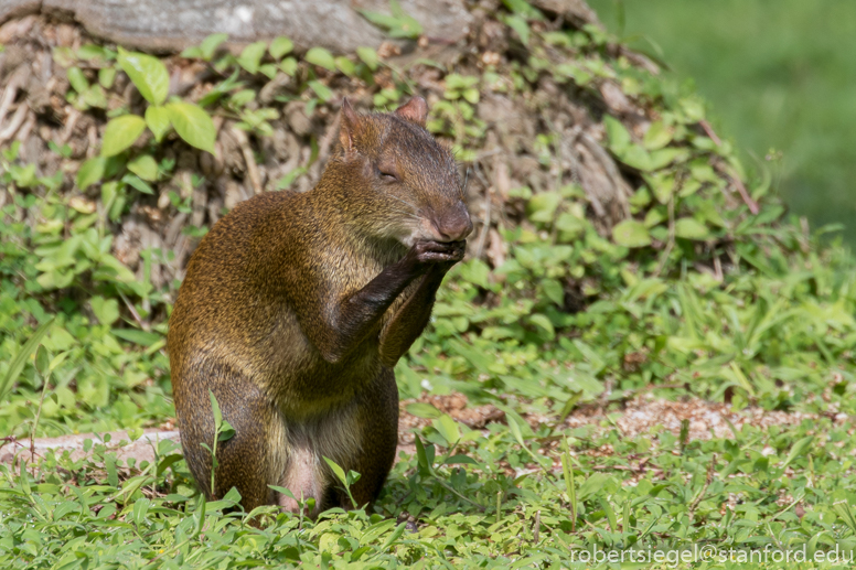 Agouti