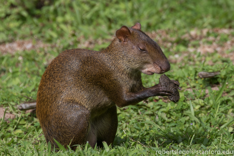 Agouti