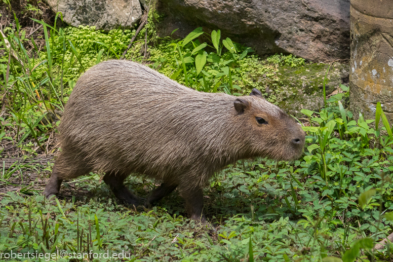 Capybara